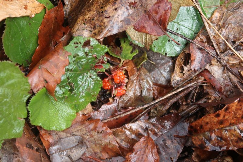 健康の森 : 足羽山 6188